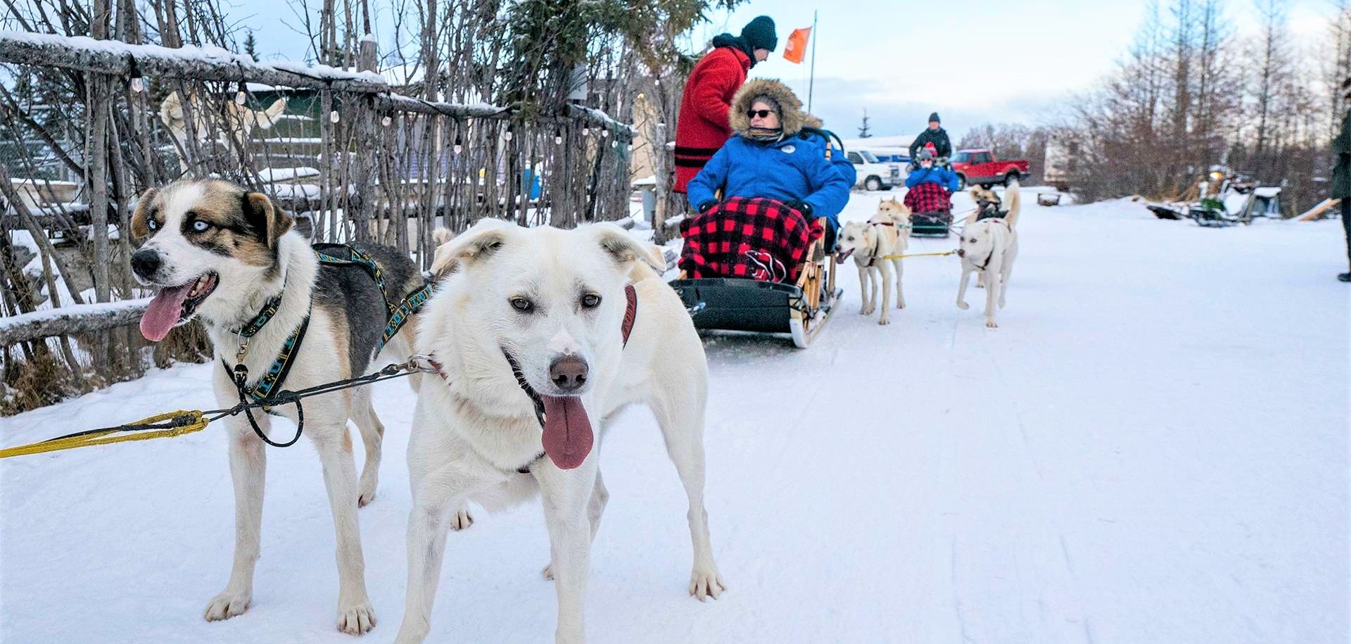 Family-Friendly Dog Sledding Experiences in Juneau Alaska